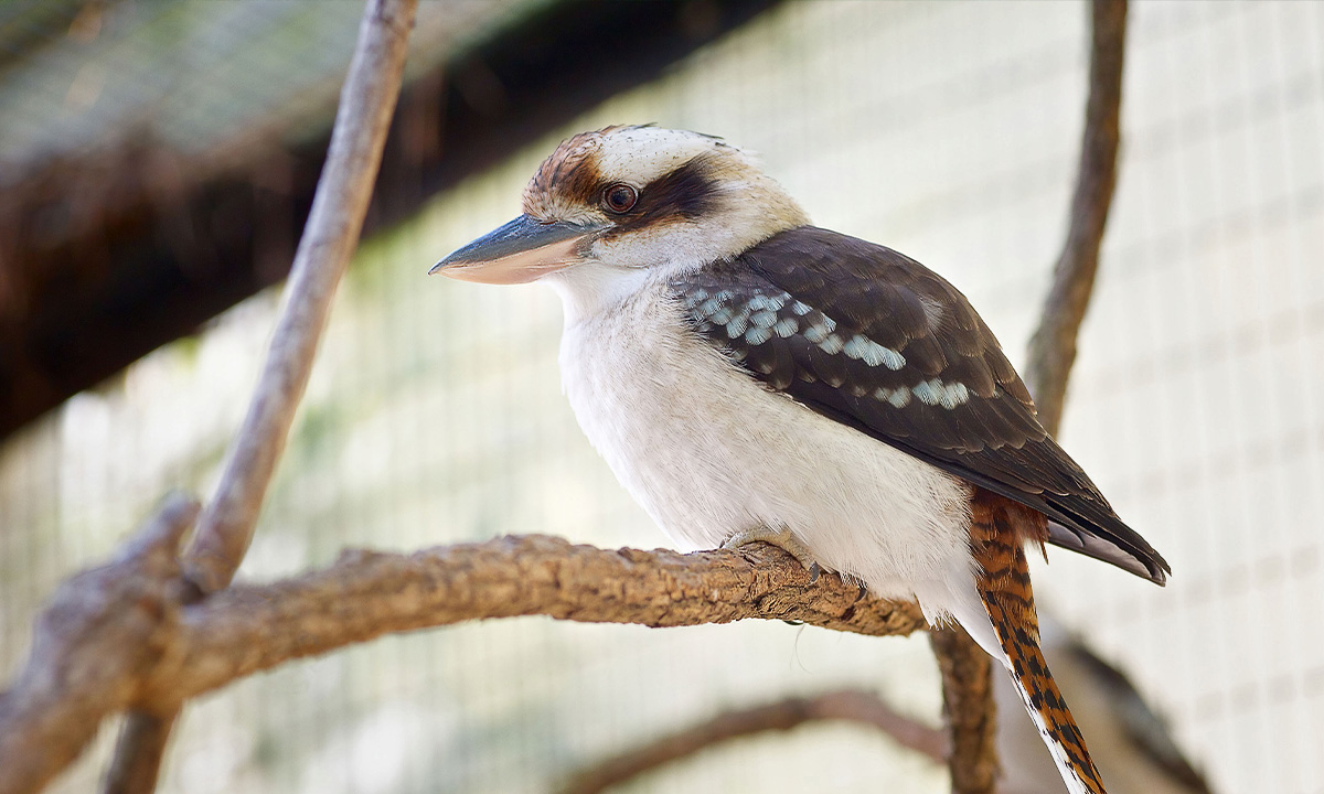 Laughing Kookaburra :: Riverbanks Zoo & Garden