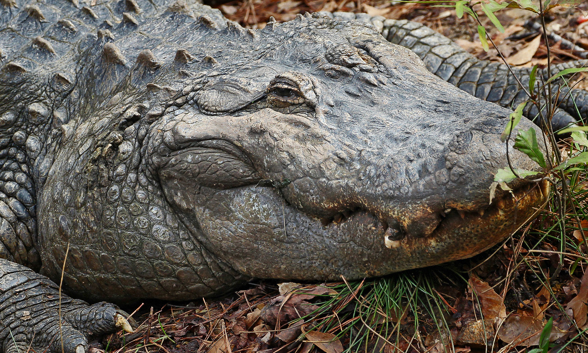 American Alligator :: Riverbanks Zoo & Garden American Alligator :: Riverbanks Zoo & Garden