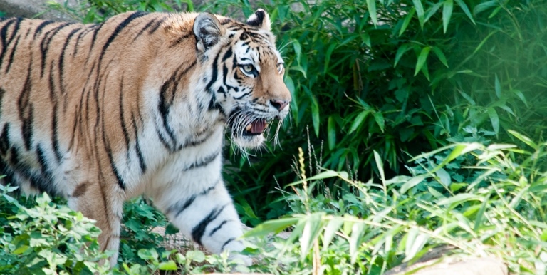 Riverbanks Zoo & Garden :: Columbia, South Carolina