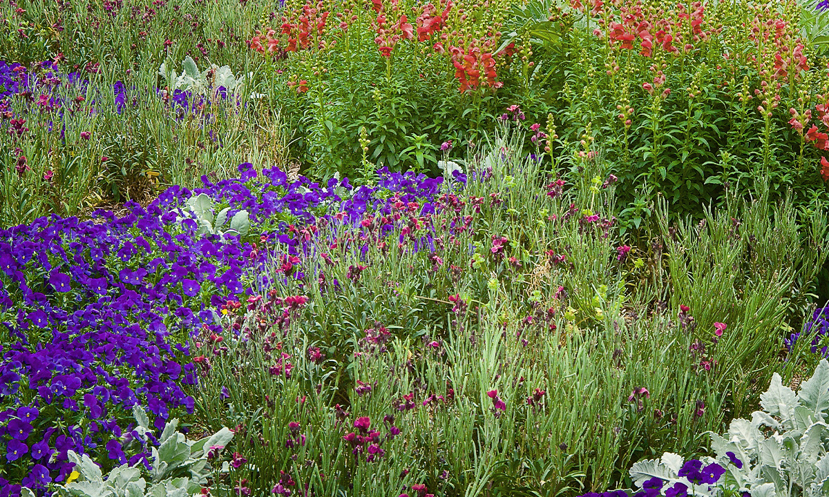 The Garden in Bloom :: Riverbanks Zoo & Garden