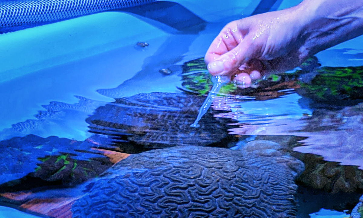 AZA Florida Reef Tract Rescue Project :: Riverbanks Zoo & Garden