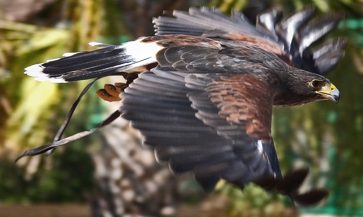 Raptors & Endangered Species :: Riverbanks Zoo & Garden