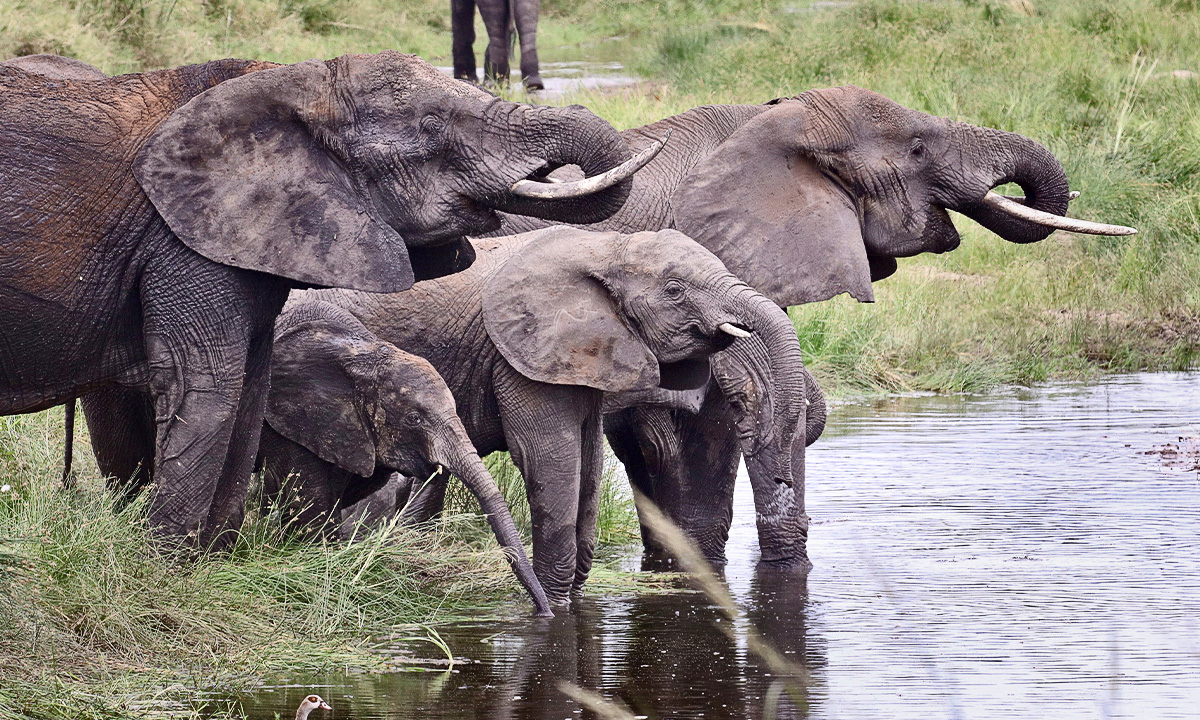 Travel with Riverbanks :: Riverbanks Zoo & Garden