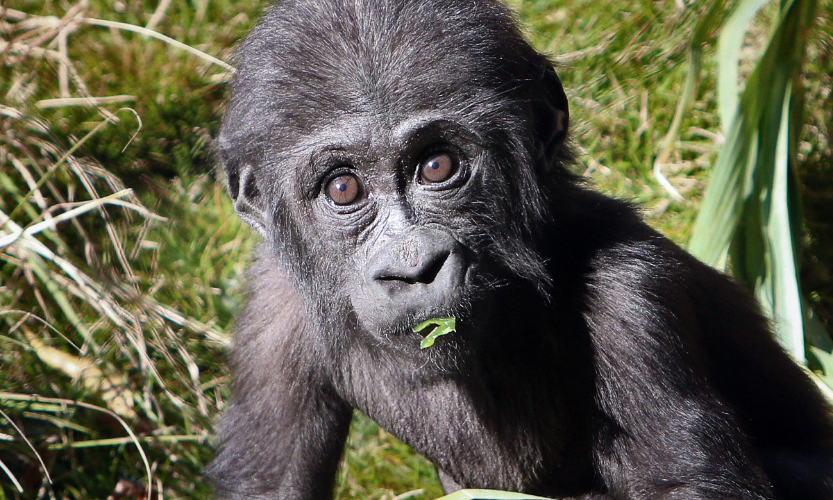 Corporate Conservation Champions :: Riverbanks Zoo & Garden