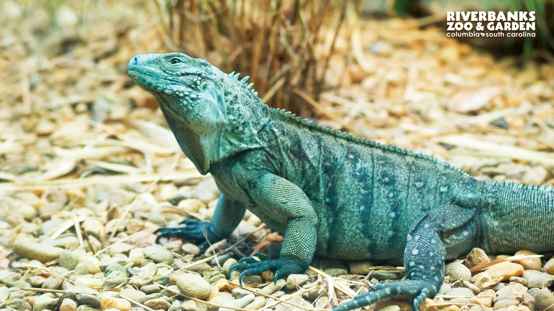 Riverbanks Zoo & Garden :: Columbia, South Carolina